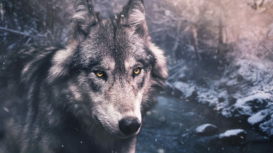 Company of the Silver Wolf – Greyhawk Stories